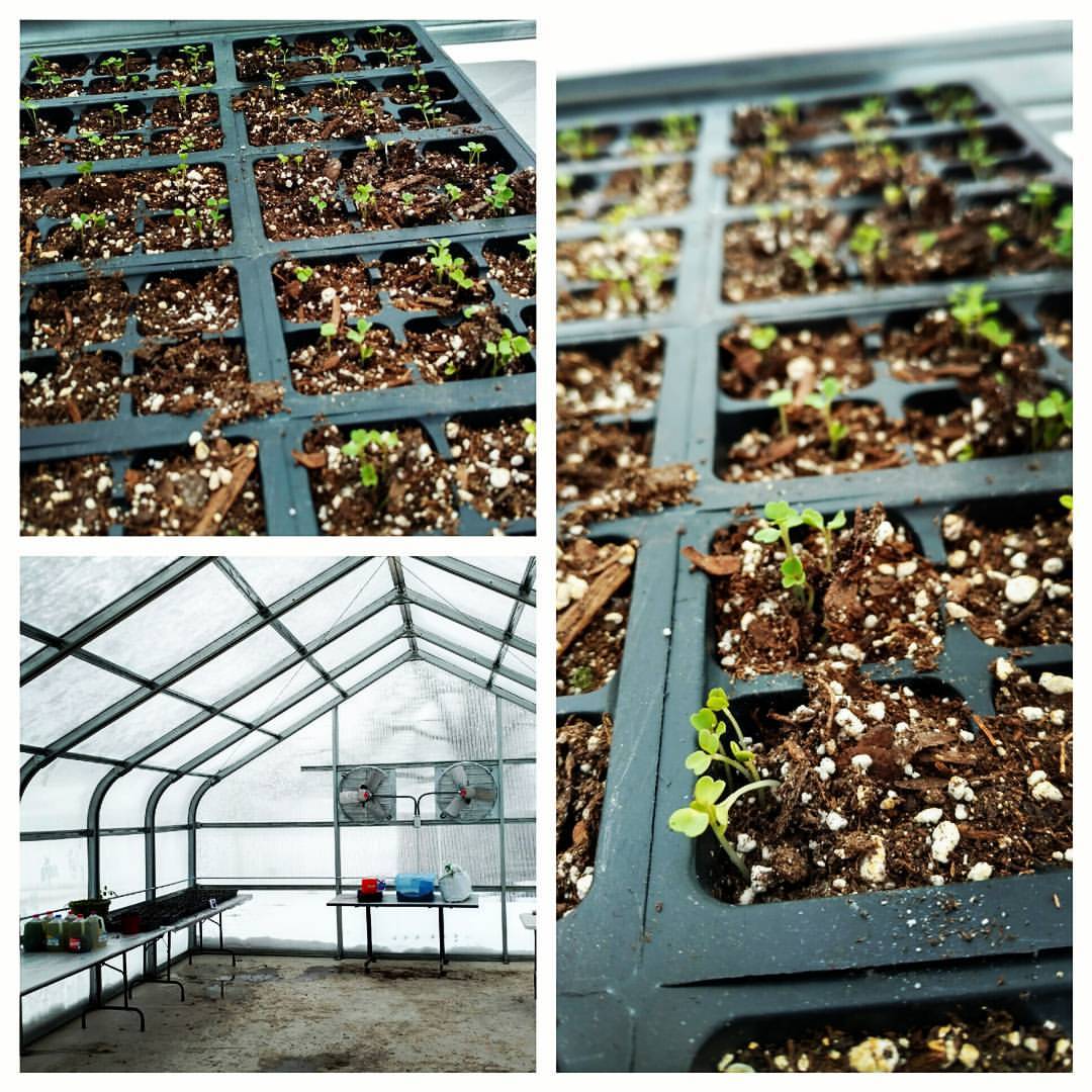 Useful and shocking information to consider when starting a seed to ...