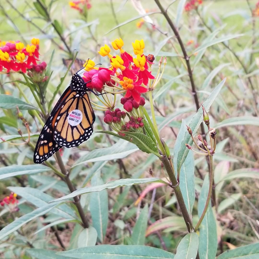 How to Grow Monarch Caterpillars from Eggs to Butterflies Indoors ...