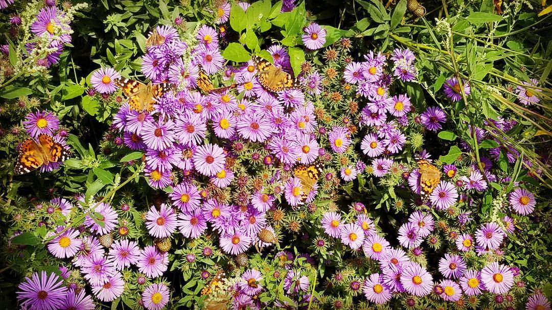 Pollinator Plants: How to plant a bee buffet - Iowa Family Gardening ...