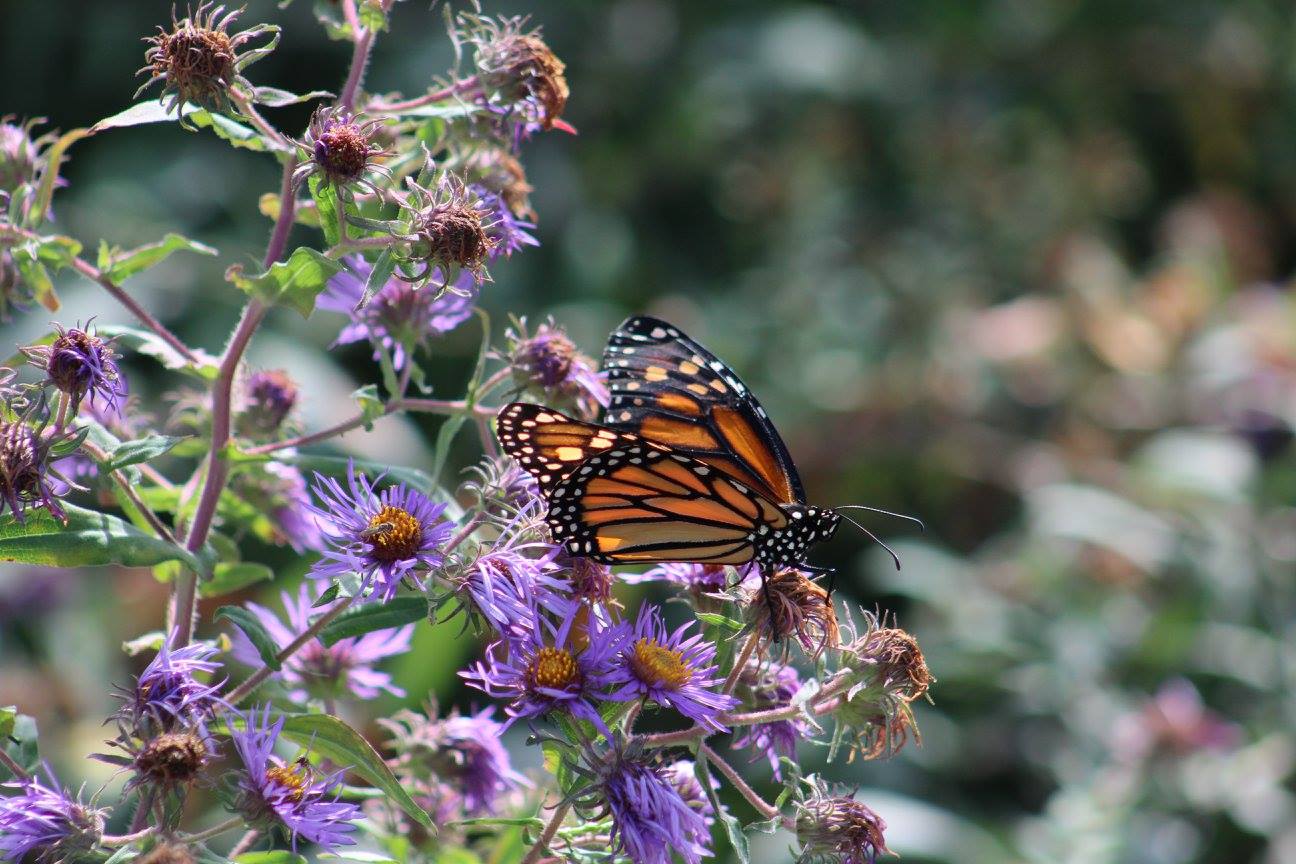 Pollinator Plants: How to plant a bee buffet - Iowa Family Gardening ...