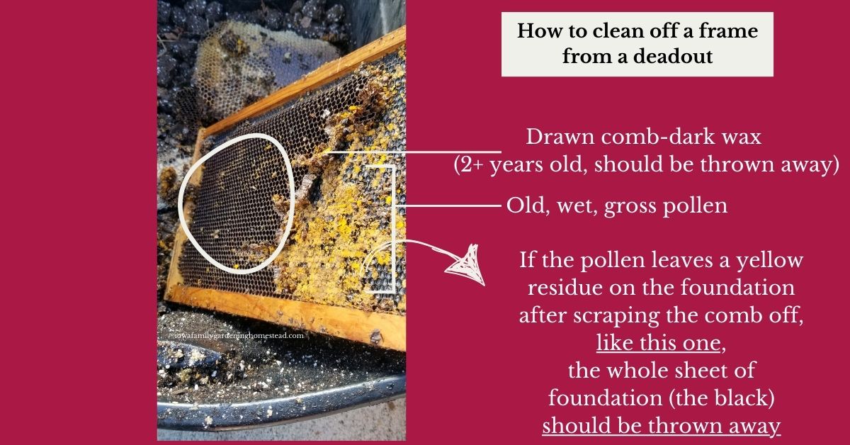 How to Clean up Beehives in the Spring for Beginning Beekeepers - Iowa ...
