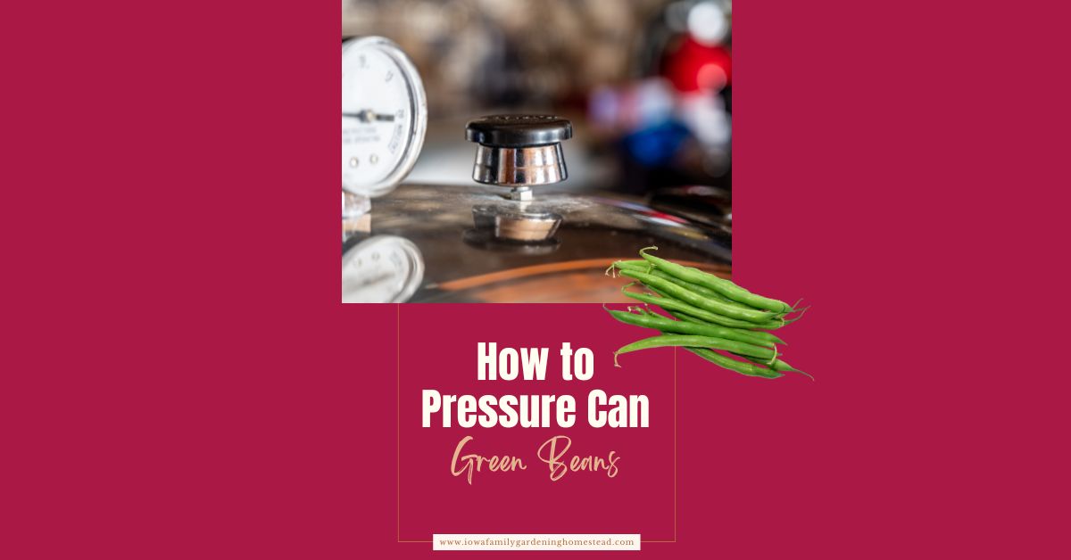 All of the things you need to know for pressure canning green beans ...